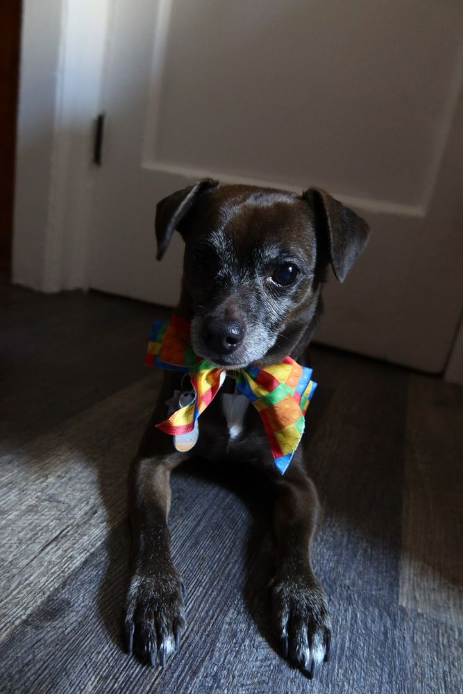 METRO PETS GROOMING - Updated December 2025 - 16 Photos - Oceanside ...