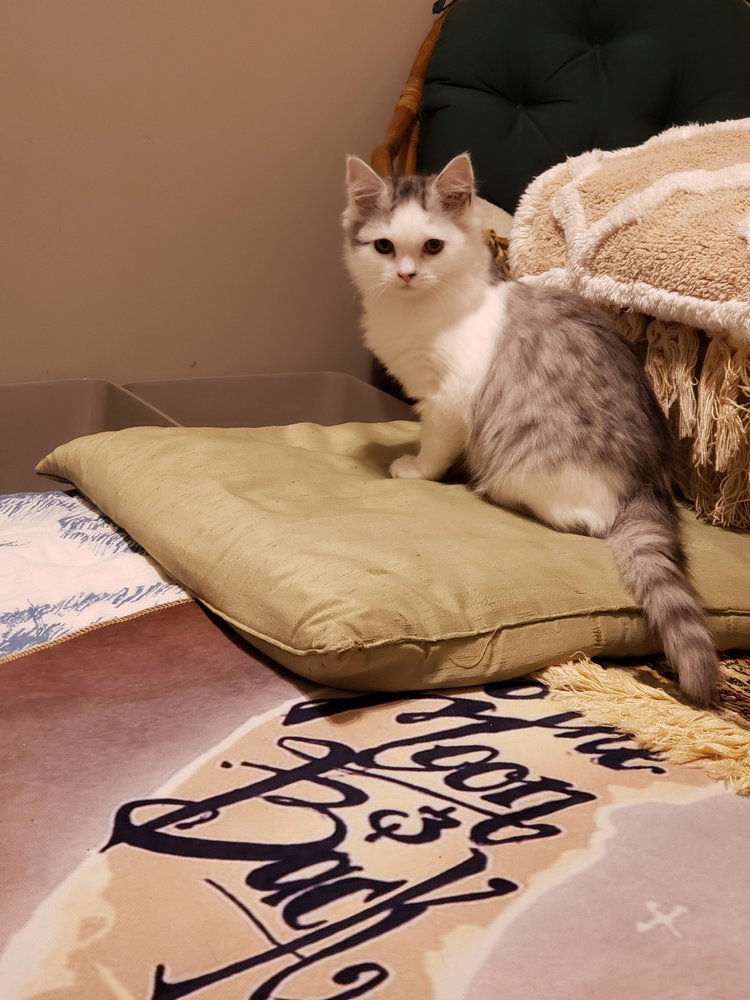 DICKSON ANIMAL CLINIC - 28 Photos & 22 Reviews - 2940 S New Hope Rd ...