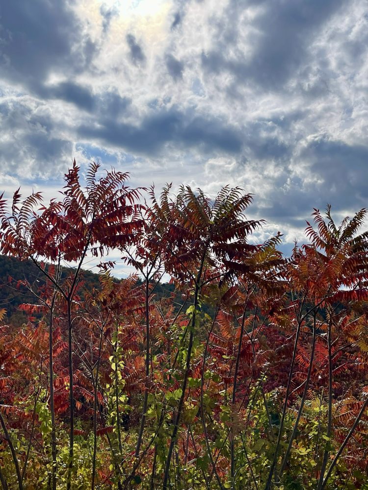 SHENANDOAH NATIONAL PARK SWIFT RUN GAP ENTRANCE - Updated January 2026 ...