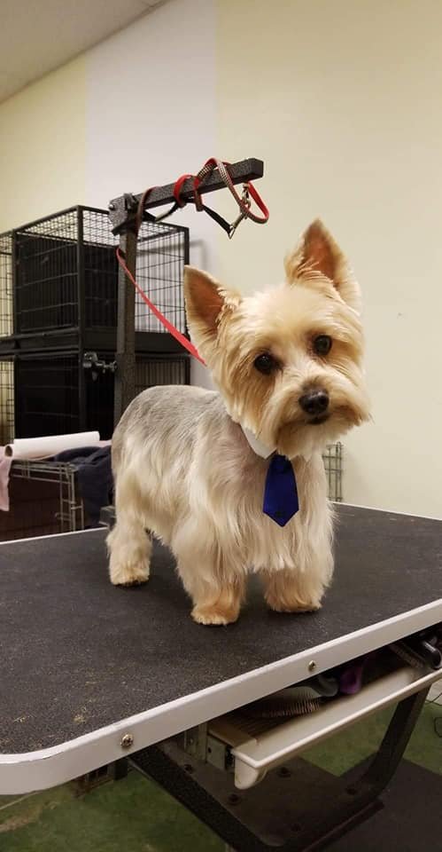 CRITTER CLIPPERS - Updated December 2025 - 5780 Bayshore Rd, North Fort ...