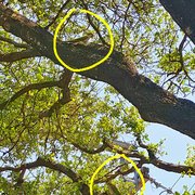 THE WILD PARROTS OF EAST AUSTIN - 34 Photos & 72 Reviews - E 5th St ...