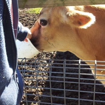 GOLDEN RIDGE ANIMAL FARM - Updated April 2024 - 686 Old Northern Rd ...