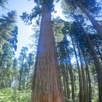 CALAVERAS BIG TREES STATE PARK - Updated December 2024 - 1141 Photos ...