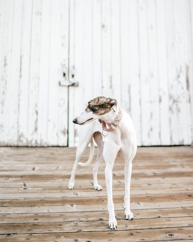 OPERATION GREYHOUND - Updated December 2025 - 23 Photos & 24 Reviews ...