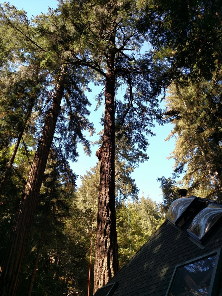 RICHARD’S TREE SERVICE - Updated May 2024 - 23 Reviews - Boulder Creek ...