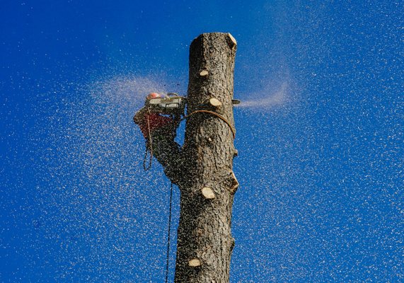 ALL SEASONS TREE SERVICE - Updated October 2025 - 50 Photos & 17 ...