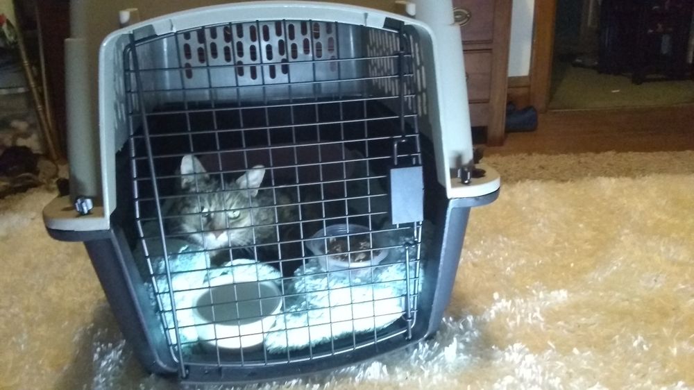 AVALON ANIMAL HOSPITAL - Updated June 2024 - 18 Photos - 712 MacCorkle ...