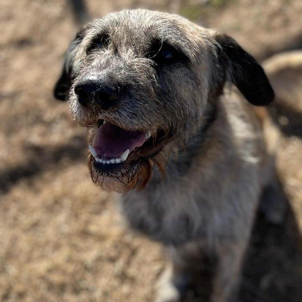 Pitbull Irish Wolfhound Mix