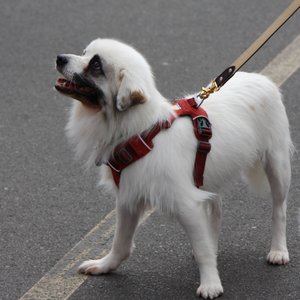 CYPRESS SWAP MEET - Updated June 2025 - 224 Photos & 176 Reviews - 9200 ...