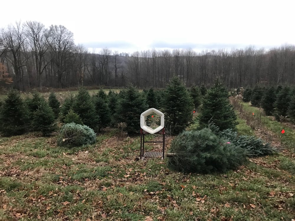 MARY CHRISTMAS TREE FARM - Updated July 2025 - 1587 Dutch Hill Rd ...