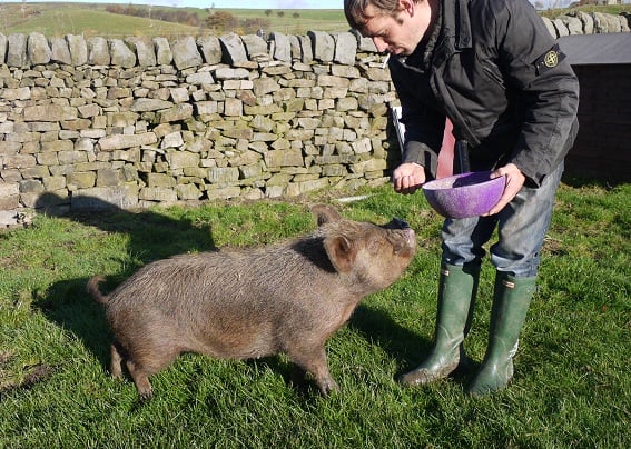 KEW LITTLE PIGS - Updated August 2025 - 26 Photos - Old Amersham Farm ...