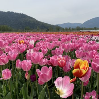 HARRISON TULIP FESTIVAL BY ONOS FARMS - Updated January 2026 - 12 ...