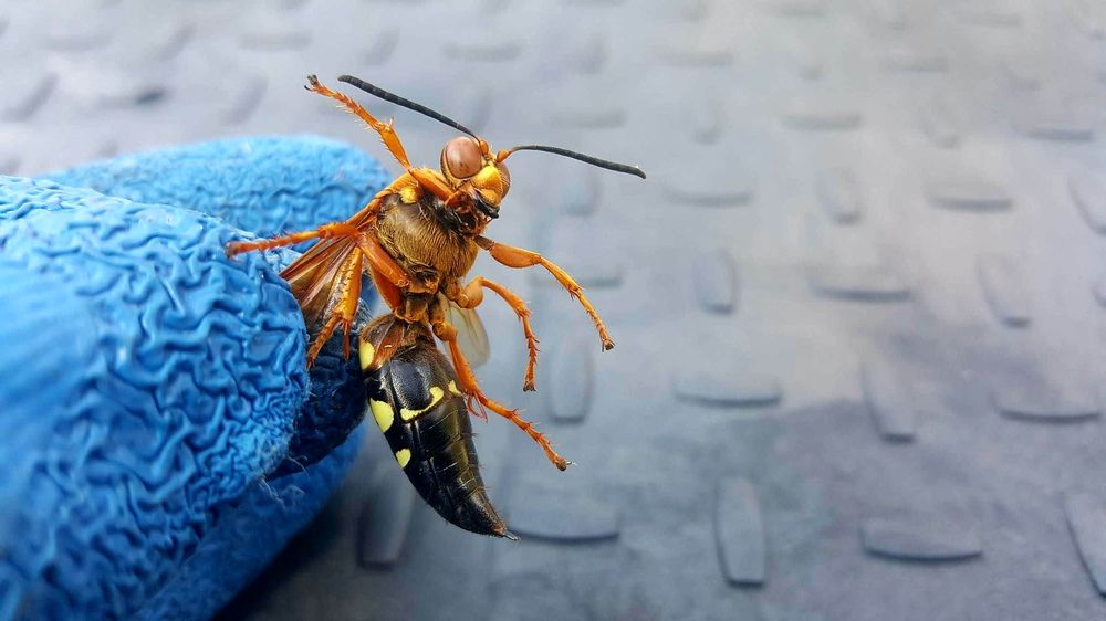 PROACTIVE PEST MANAGEMENT - Updated April 2025 - 27 Reviews - Aurora ...