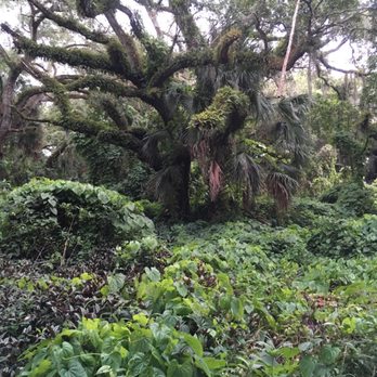 PINE ISLAND RIDGE - Updated October 2025 - 106 Photos - 9420 Live Oak ...