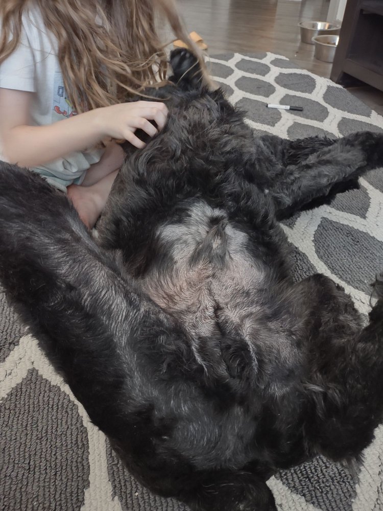 HAPPY TAILS DOG GROOMING - 33 Photos & 32 Reviews - 4347 W Kennedy Blvd ...