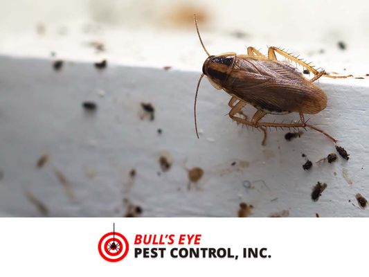 BULL’S EYE PEST CONTROL - Updated October 2025 - 31 Photos & 152 ...
