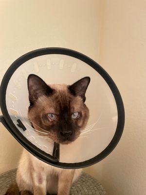 THE SAM SIMON FOUNDATION MOBILE VETERINARY CLINIC - Updated July 2024 ...