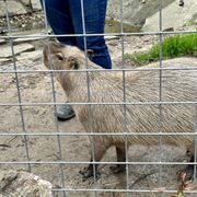 HOUSTON INTERACTIVE AQUARIUM AND ANIMAL ADVENTURE - 172 Photos & 96 ...