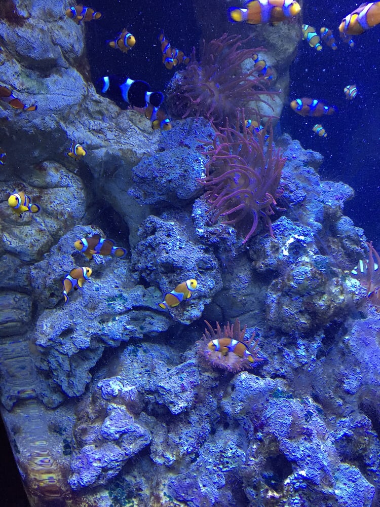 SEALIFE ADVENTURE - Updated June 2025 - 11 Reviews - Sealife Centre ...