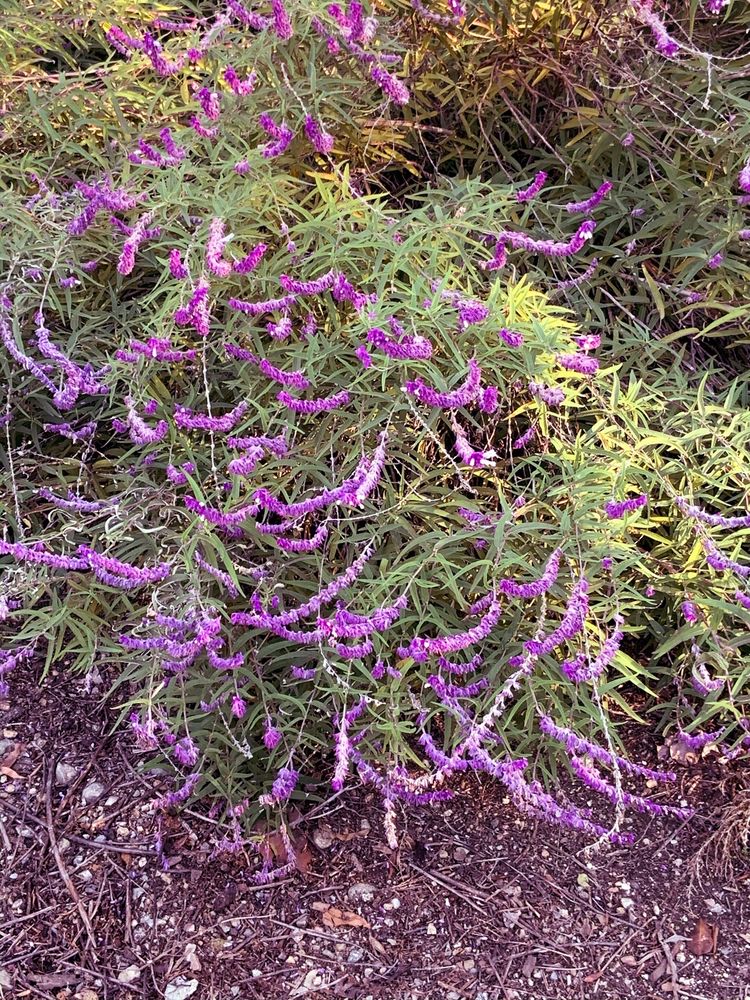 SAM ALBA PARK - 401 E Sunkist St, Ontario, California - Parks - Phone ...