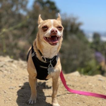 HOT DOG ON A RUN - Updated December 2025 - 86 Photos & 47 Reviews ...