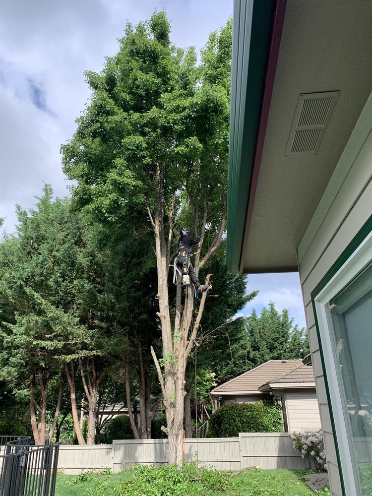 QUALITY TREE SERVICE - Updated March 2026 - 14 Reviews - 6620 Tolo Rd ...