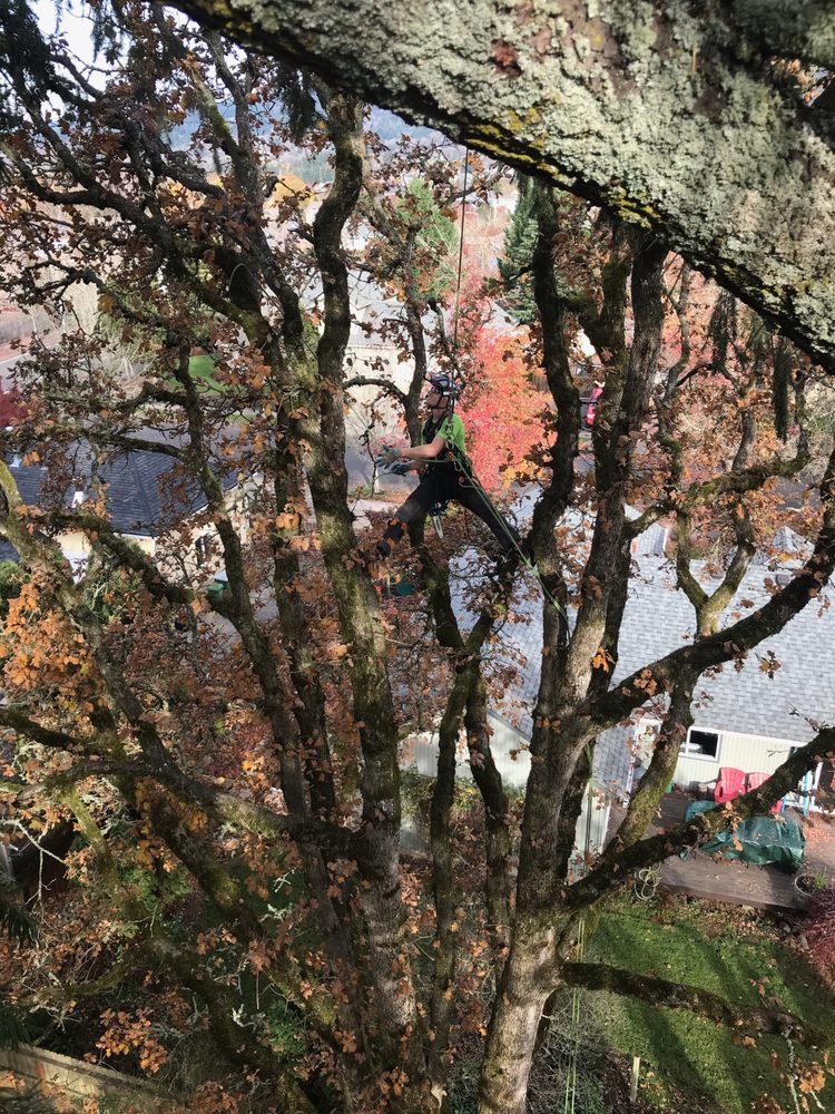 SAMSARA TREE CARE - Updated December 2025 - 94 Photos & 92 Reviews ...