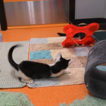 RSPCA QUEENSLAND - 12 Photos - 139 Wacol Station Rd, Wacol Queensland ...