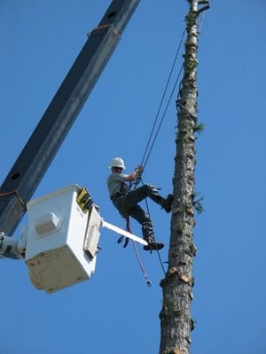 OUT ON A LIMB TREE SERVICE - Updated October 2025 - 13 Photos - 20815 ...
