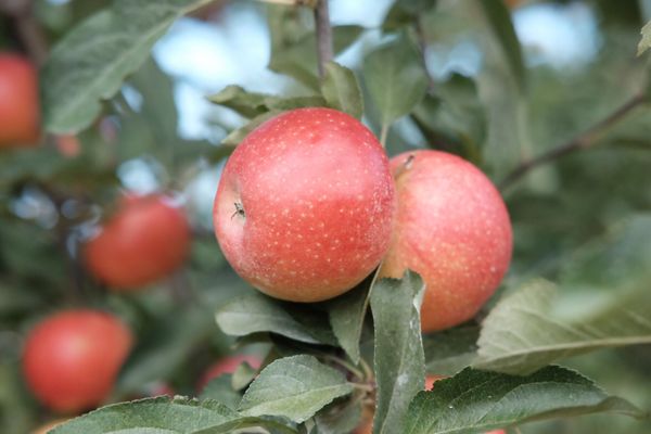 COREY LAKE ORCHARDS - Updated December 2025 - 14 Photos & 15 Reviews ...