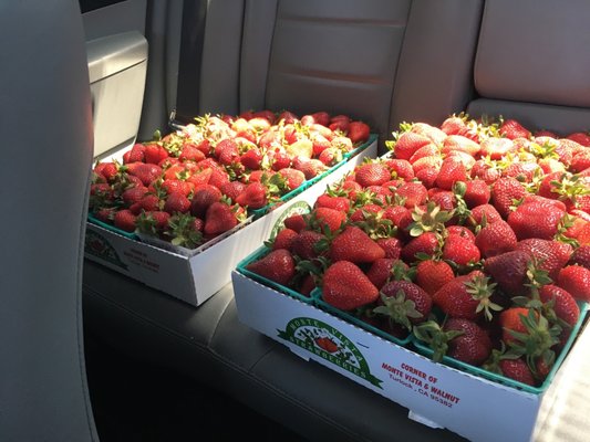 STRAWBERRY STAND - Updated May 2024 - 19 Photos & 29 Reviews - Monte ...