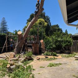CBC TREE SERVICES INC - 263 Photos & 66 Reviews - Walnut Creek ...