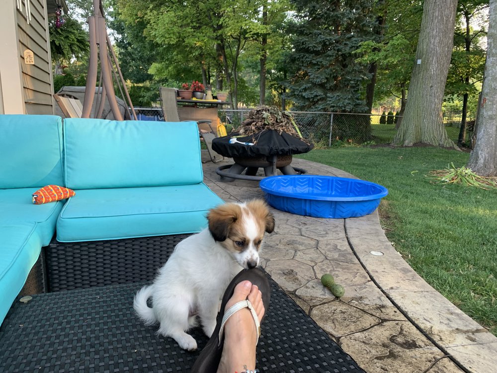 PHOEBE AND PAPI’S PUPS LOOKING FOR FOREVER HOMES - Updated September ...