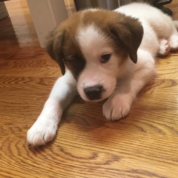 RICHMOND SPCA - Updated May 2025 - 58 Photos & 59 Reviews - 2519 ...