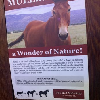 RED MULE PUB - Updated December 2025 - 60 Photos & 124 Reviews - 1208 S ...