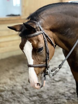 THE RIDGE EQUESTRIAN CENTER - Updated June 2026 - 20 Photos - Newtown ...