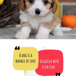 JOSHI MERCHANT, MD - Updated December 2025 - 44 Reviews - 5500 Knoll N ...