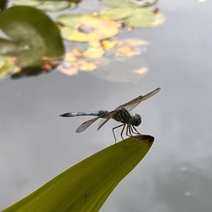 CAPTAIN TUTTLE’S - Updated November 2024 - 31 Photos - 387 Chambers St ...