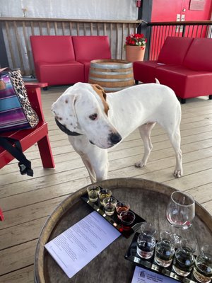 CARDINAL POINT VINEYARD & WINERY - Updated December 2025 - 79 Photos ...