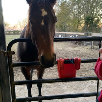 ROCKIN’ STAR RANCH - Updated October 2025 - 224 Photos & 24 Reviews ...