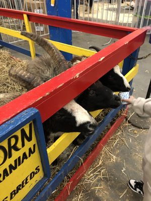 KIDS FUN FAIR & ZOO - Updated October 2025 - 27 Photos - 99 Fordham Rd ...