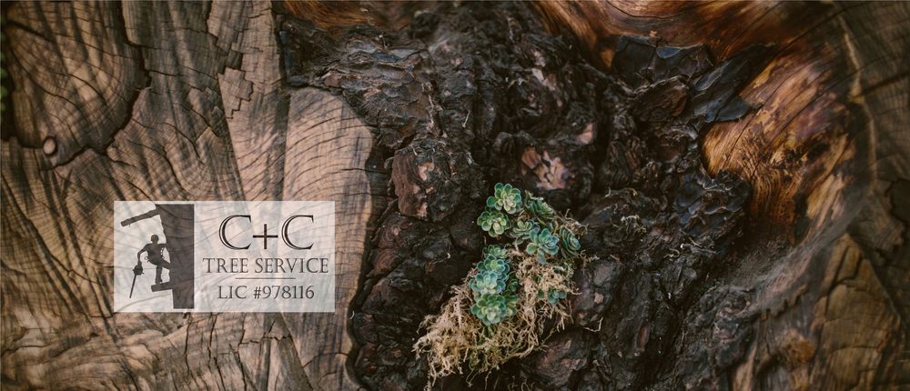 C & C TREE SERVICE - Updated September 2025 - 14 Photos & 21 Reviews - 282 Templeton Cemetary Rd ...