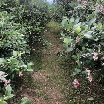 PATTYS BERRIES AND BUNCHES - Updated August 2024 - 183 Photos & 81 ...