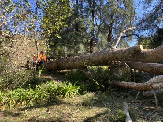 CALIFORNIA TREE DESIGN - Updated July 2025 - 233 Photos & 201 Reviews ...