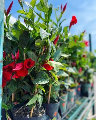 SPRING MEADOWS FARM - Updated November 2025 - 139 Photos - 15513 ...