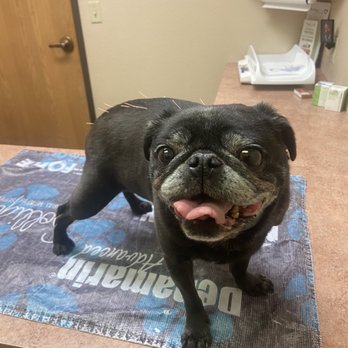 BLUE CROSS VETERINARY CLINIC - Updated December 2025 - 15 Photos & 114 ...