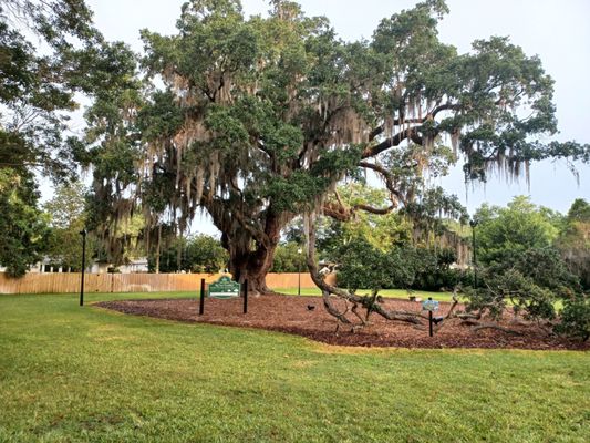 BIG TREE PARK - Updated August 2024 - 14 Photos - 930 N Thornton Ave ...