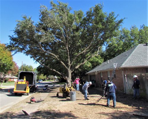 J&J PROFESSIONAL TREE SERVICE - Updated July 2025 - 25 Photos - Dallas ...