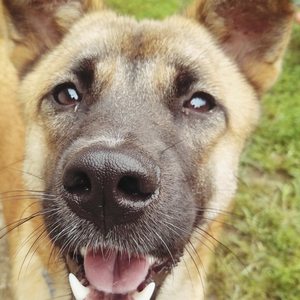 CONNECTICUT CAT CONNECTION - Updated October 2025 - 14 Reviews - 40 ...