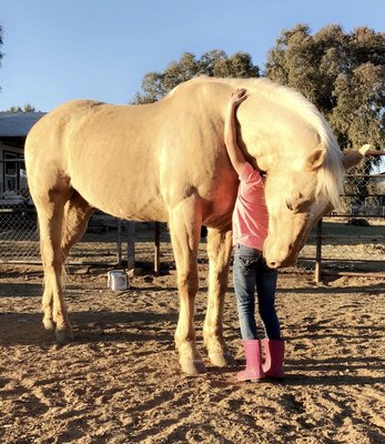 THE UNICORNS OF GOLDEN SPUR RANCH - 70 Photos - Litchfield Park, AZ - Yelp